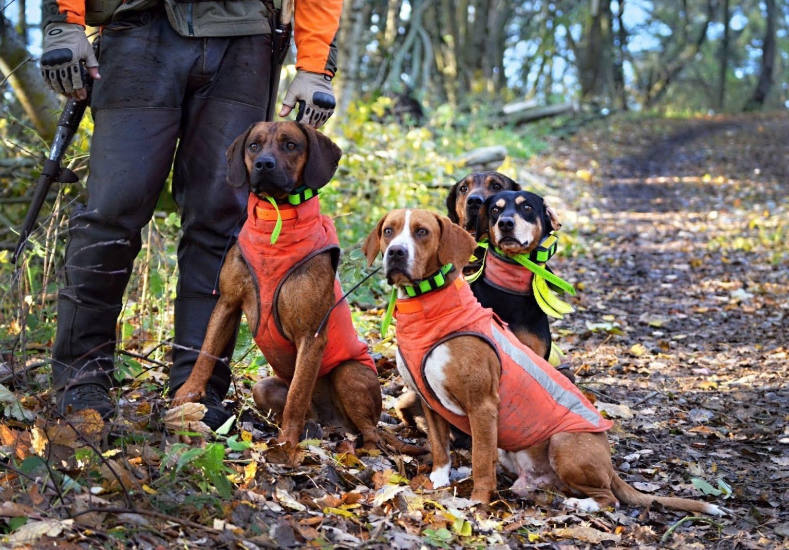 12 Hunting Dog Breeds That Make Excellent Family Pets