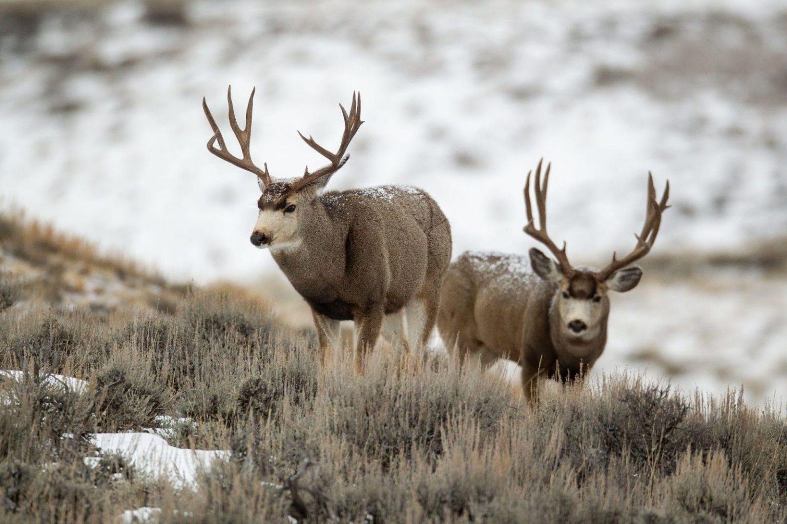 Master Mule Deer Hunting | Behavioral Secrets for Success
